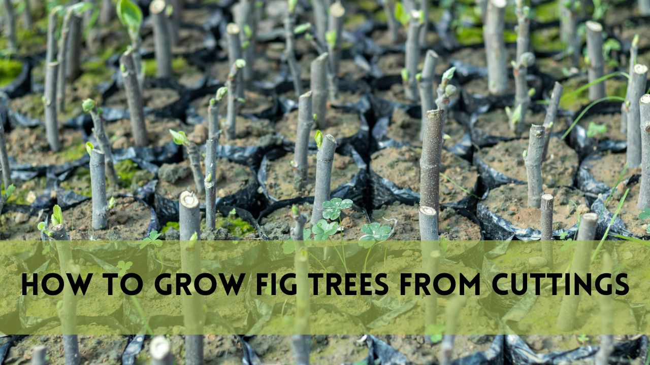 How to Grow Fig Trees from Cuttings - Detailed Guide