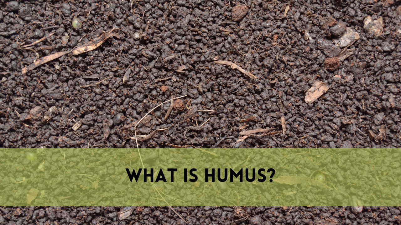 What is Humus & Why It is Important?